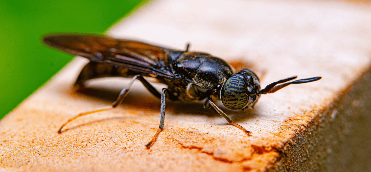 Using insects to turn waste into valuable products - Zarkon Group Real ...
